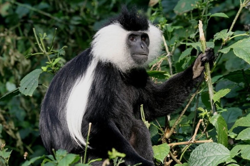 Safari Rwanda | Jouw ultieme droomreis | Safariiinafrica.nl